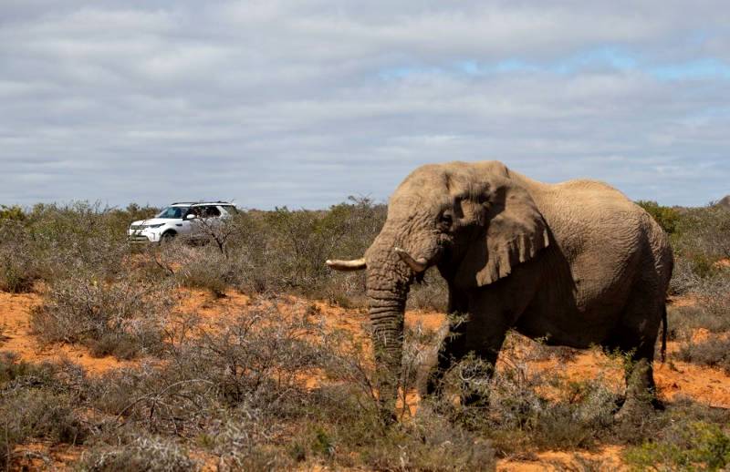 Rugby World Cup 2019 | Car Sales Portal